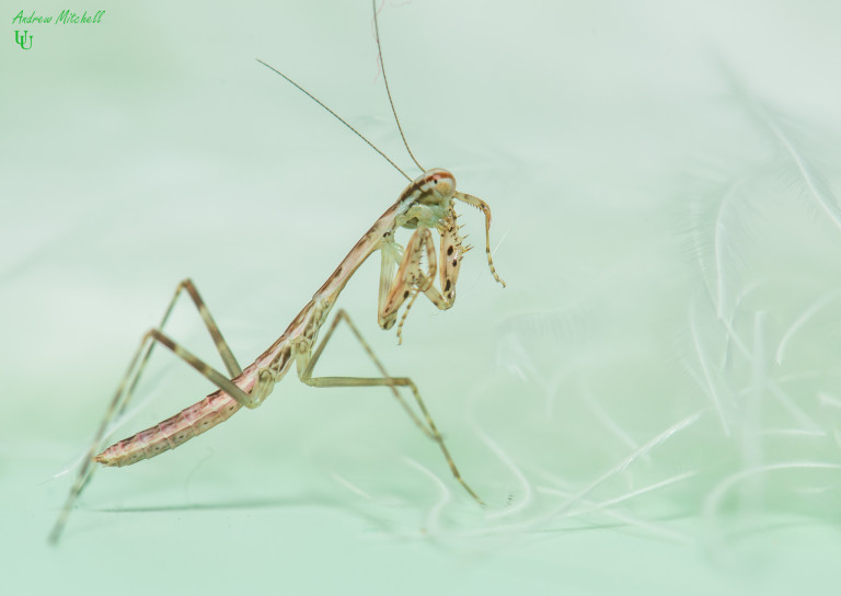 Polyspilota aeruginosa (Madagascan Marbled Mantis) (4th instar) 1 x ...