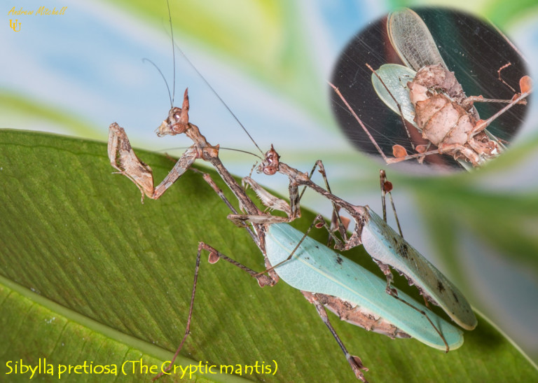 Sibylla pretiosa (The Cryptic mantis) (Adult pairing) - The Praying Mantis