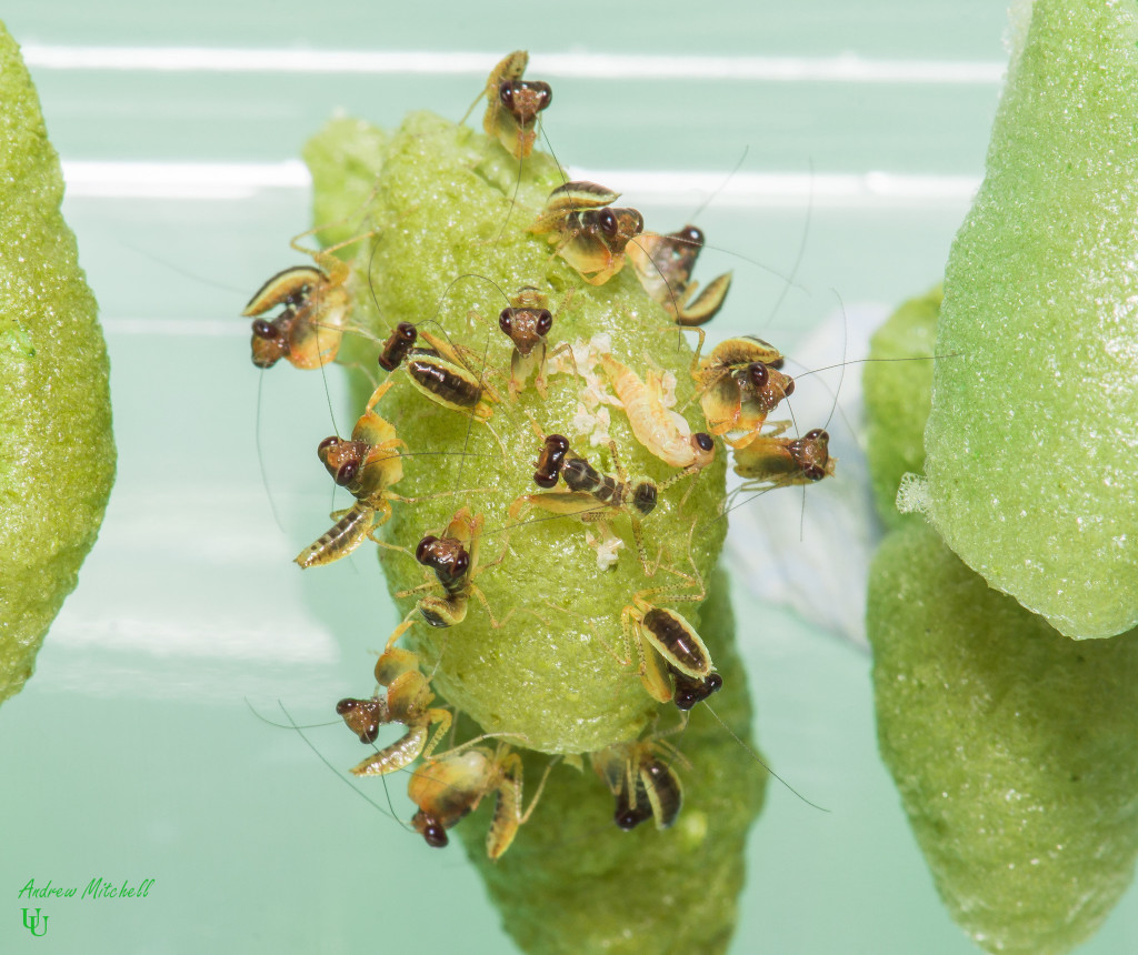 Hestiasula cf hoffmanni (Boxer Mantis) (Ootheca hatch) - The Praying Mantis