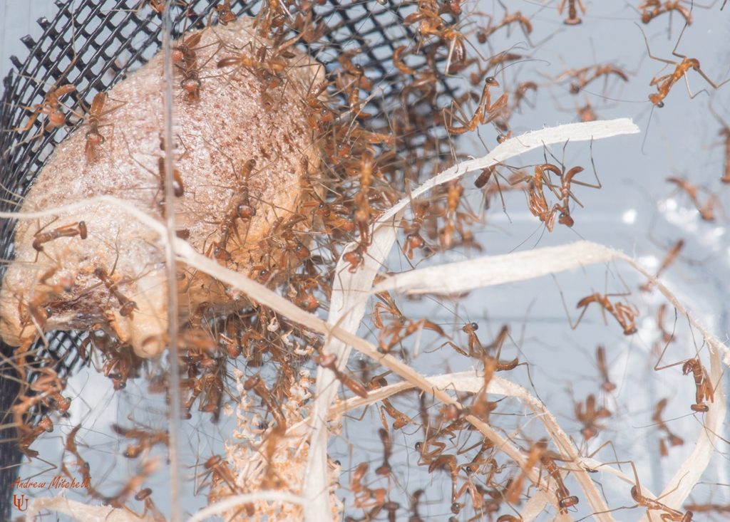 Sphodromantis lineola (African Lined Mantis) (Ooth hatch) - The Praying ...