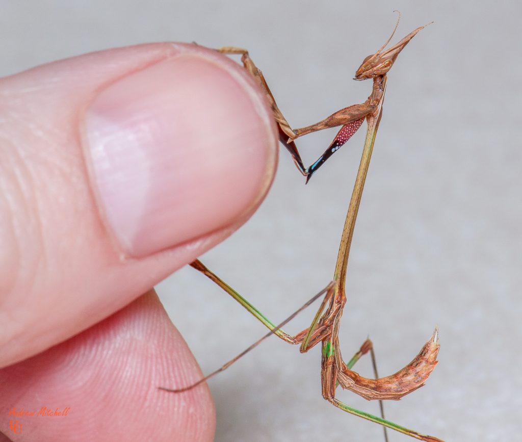 Idolomorpha lateralis (Alien Head Mantis) for sale