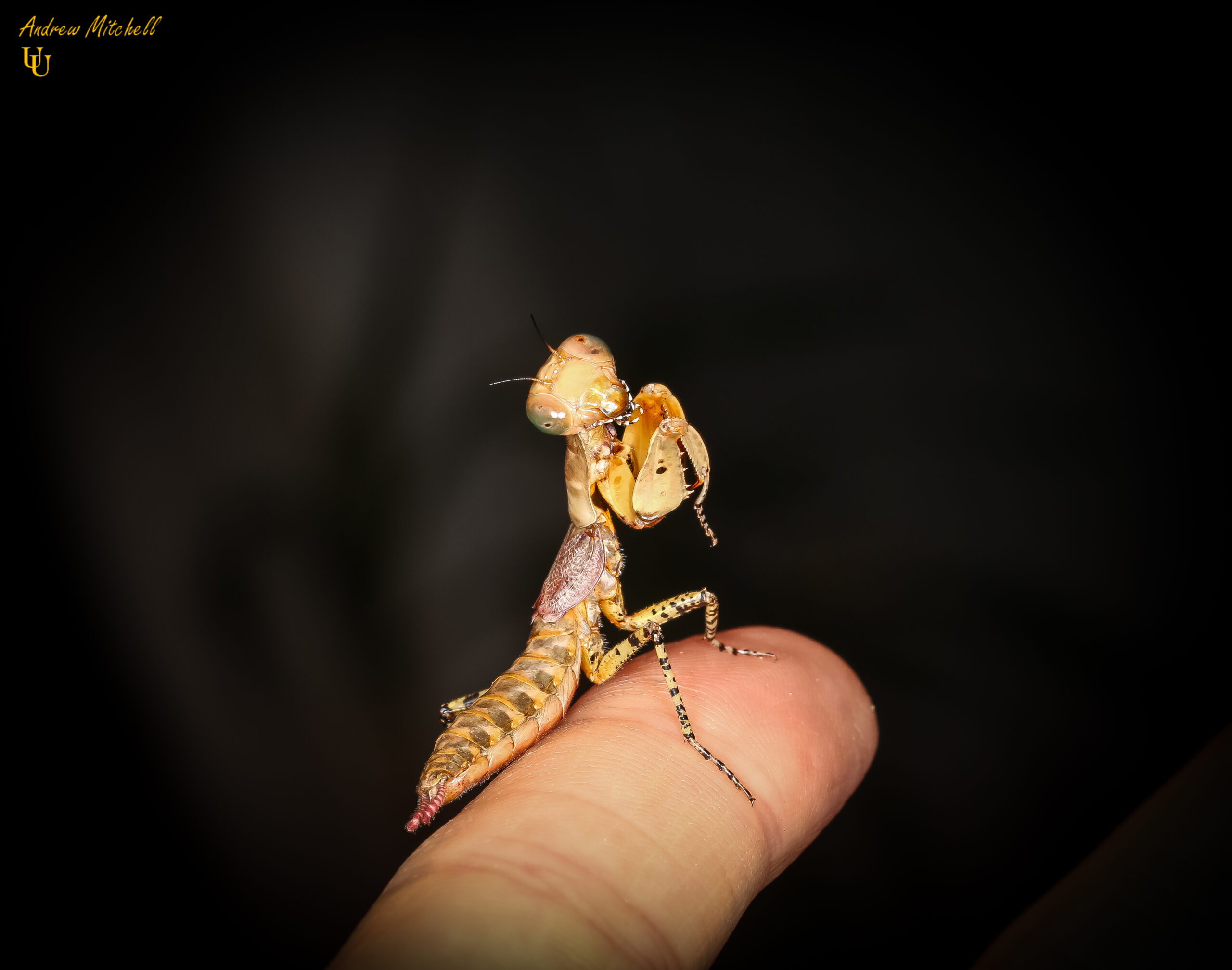 Tarachodula pantherina (Panther Mantis) for sale