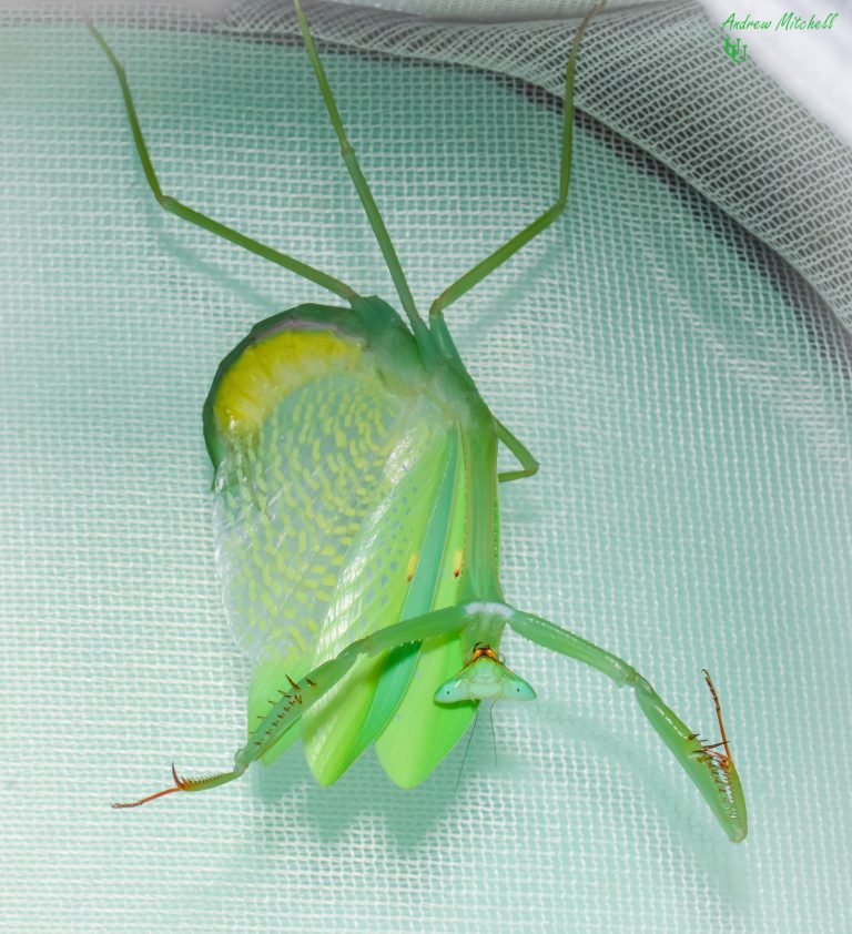 Oxyopsis peruviana - Peruvian Leaf Mantis