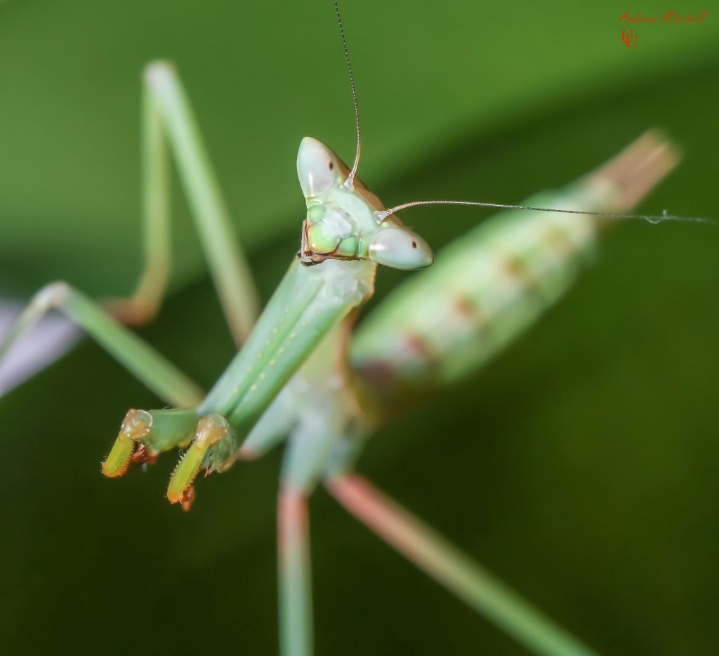 Oxyopsis peruviana - Peruvian Leaf Mantis