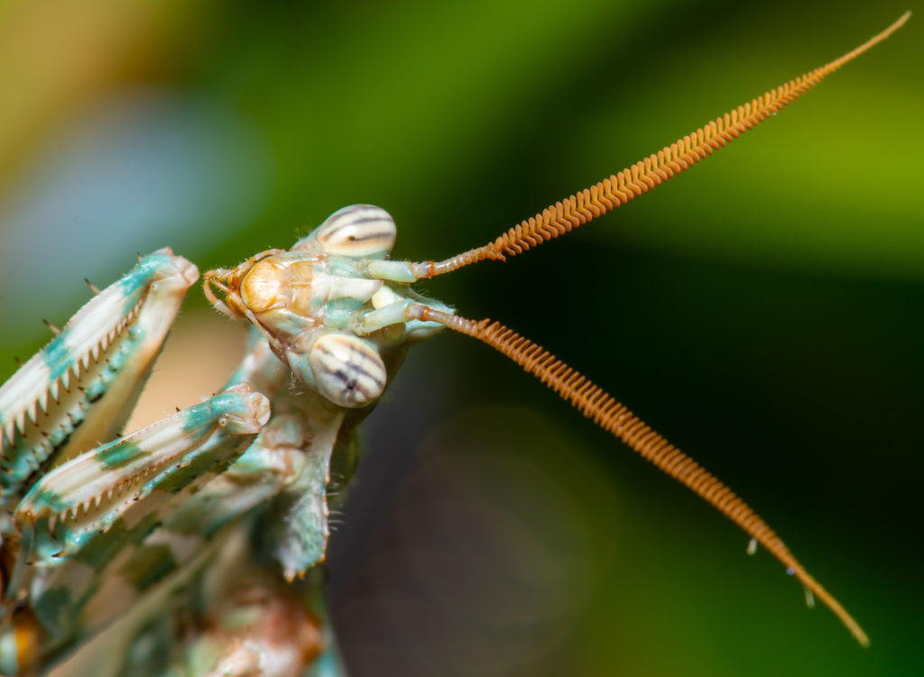 Blepharopsis mendica (Thistle Mantis, Lesser Devils Flower Mantis)