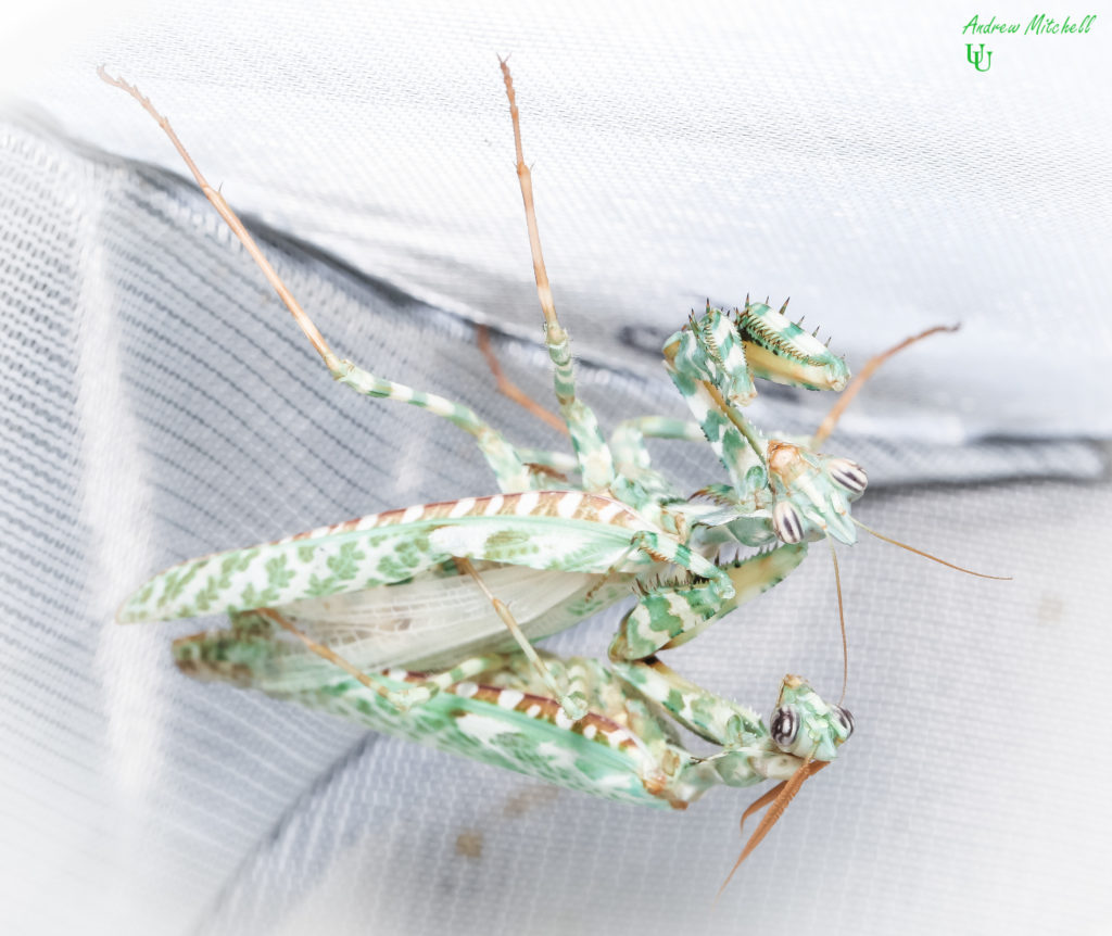 Blepharopsis mendica (Thistle Mantis, Lesser Devils Flower Mantis)