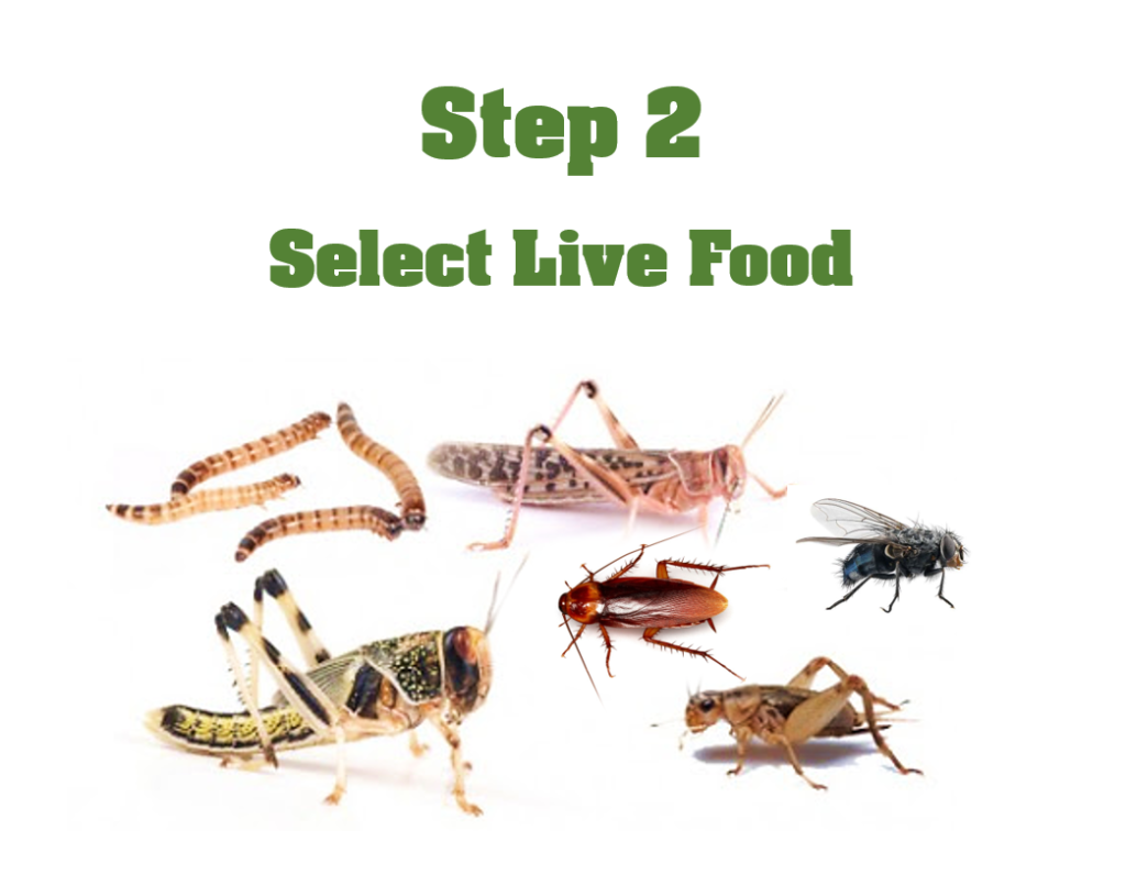 Home - The Praying Mantis