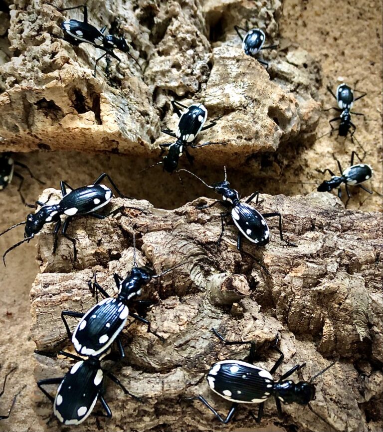 Anthia sexguttata (Egyptian Predator Beetle) (SA/A) (~4-6cm) - The ...