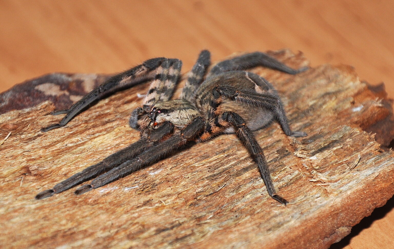 Tiger Bromeliad Spider - Cupiennius salei (~4cm)