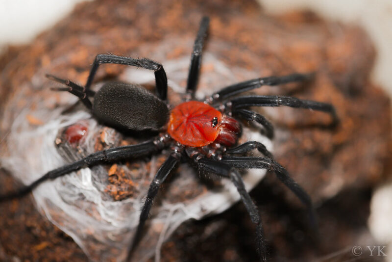 Devil Curtain Web Spider - Harmonicon oyapoquae ~4-6cm)