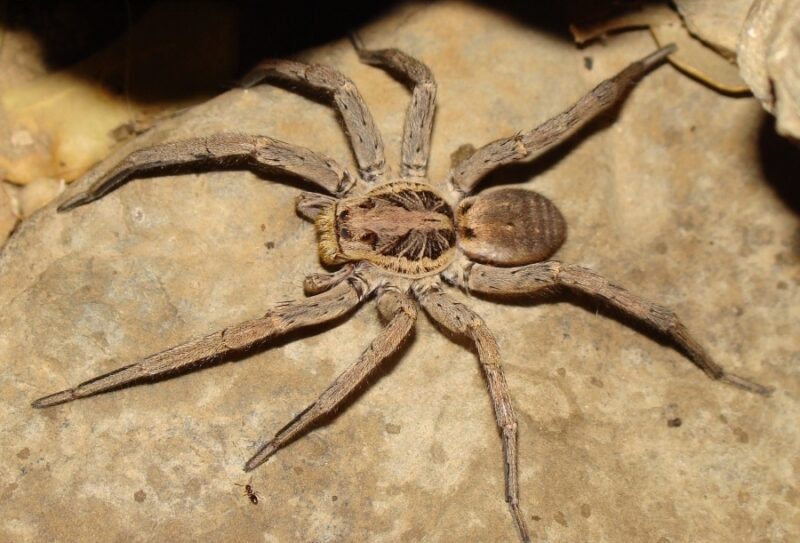 Radiated Wolf Spider - Hogna radiata (~2cm leg span)