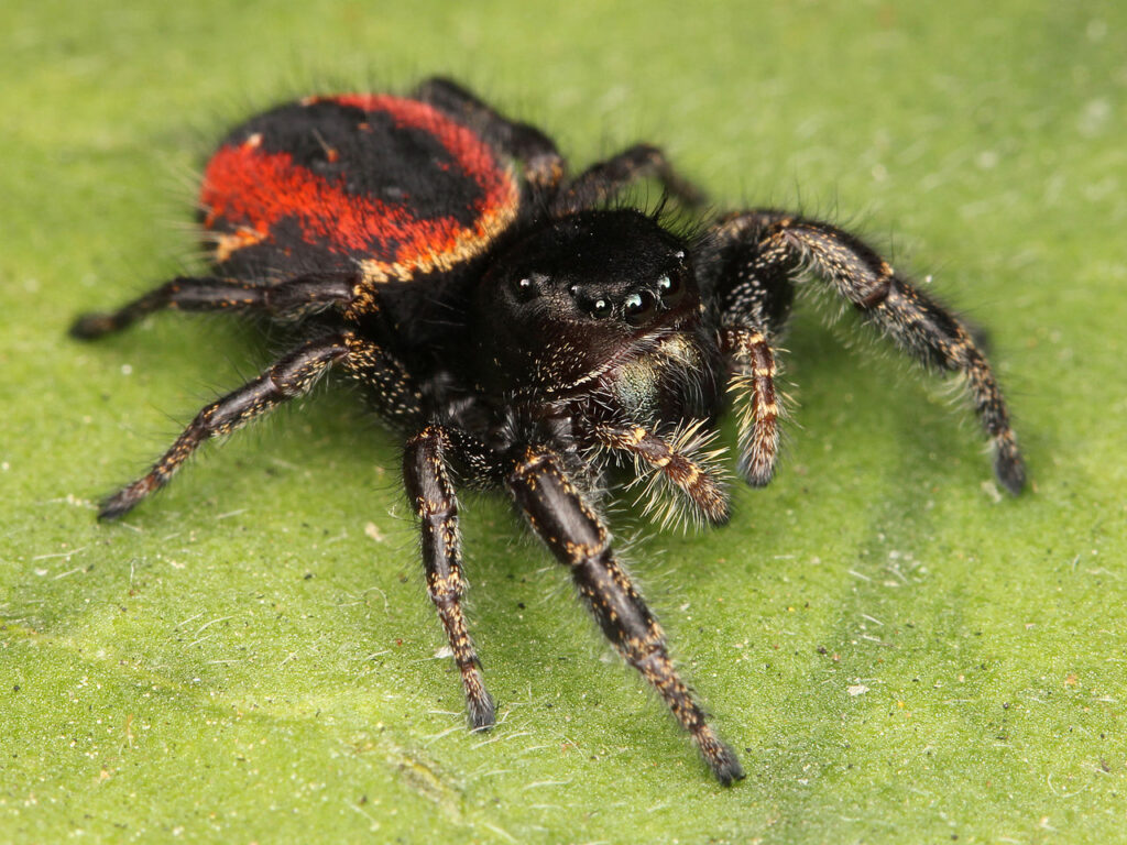 Widow Jumping Spider - Phidippus ardens (~1cm leg span)