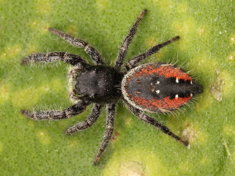 Widow Jumping Spider - Phidippus ardens (~1cm leg span)